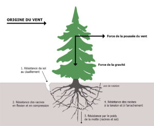 Le chablis, la forêt face au vent - LBprofor