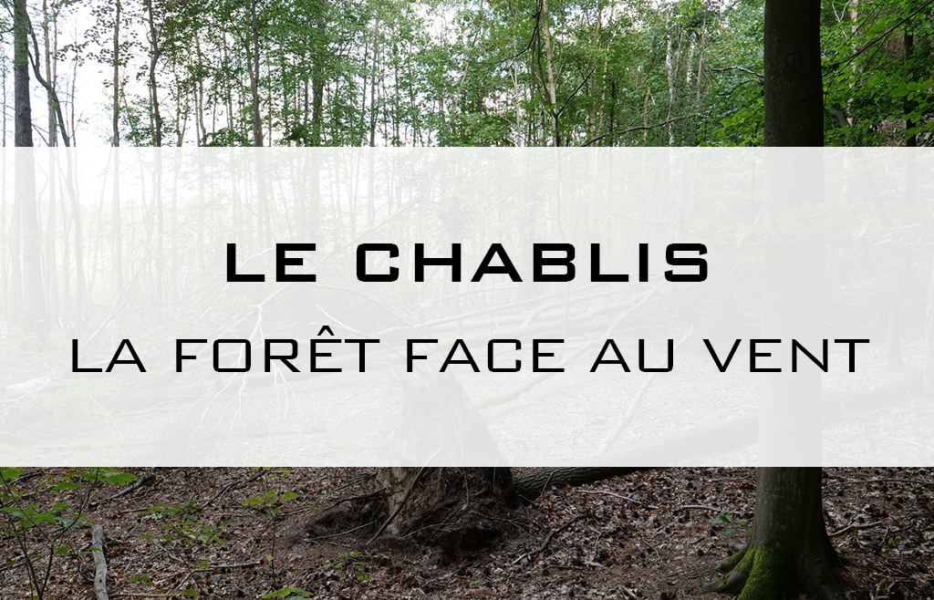 Le chablis, la forêt face au vent - LBprofor
