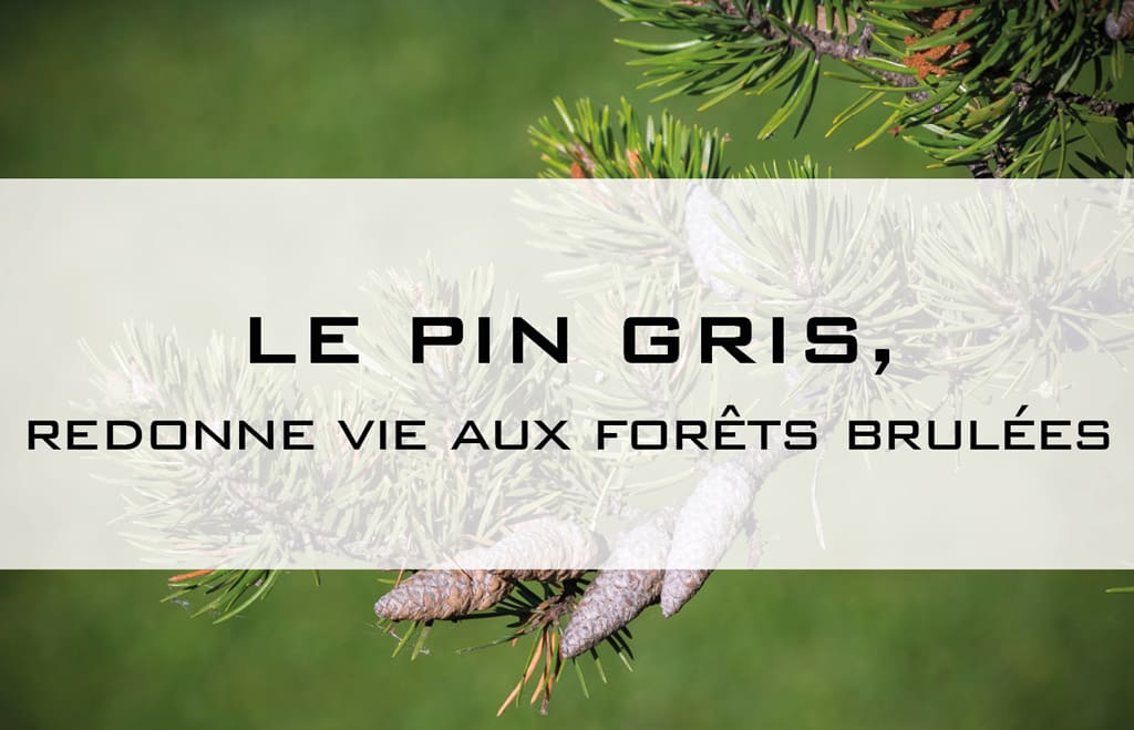 Le pin gris redonne vie aux forêts brulés - LBprofor